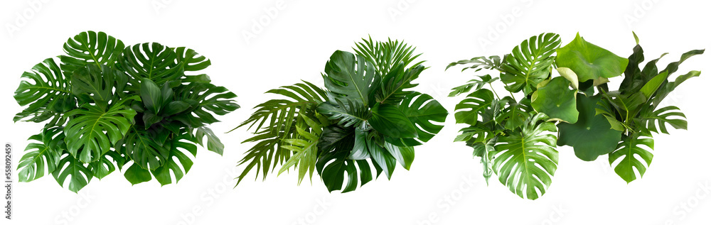 Plant leaves Green nature Tropical forest isolated on transparent ...