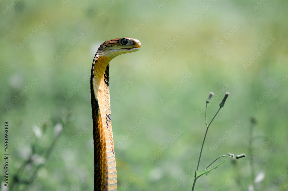 The King Cobra, also known as the Ular Tedung Selar, Ngu Chong-ang, is ...