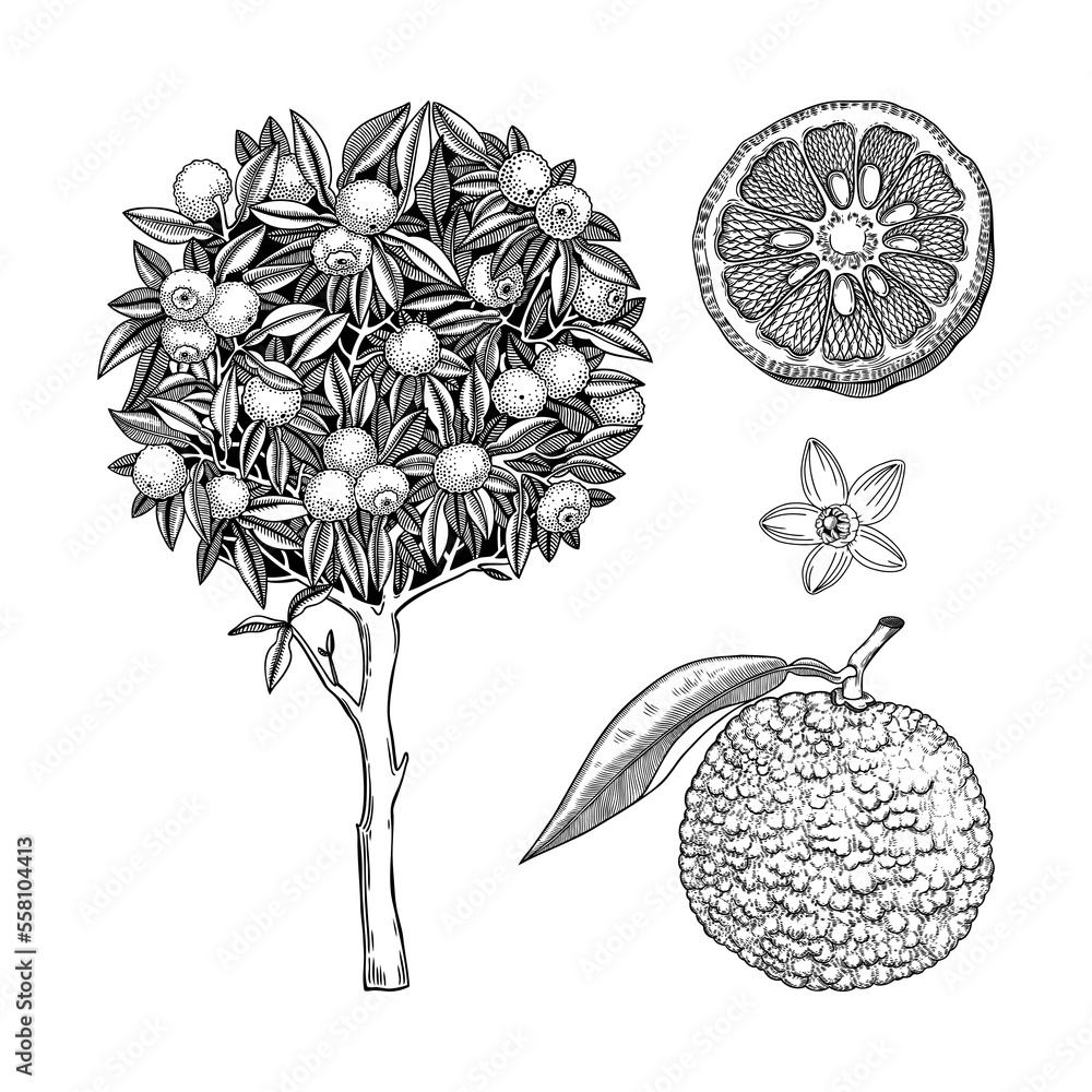Sketched yuzu set with decorative tree, fruit, leaves, and flowers in ...