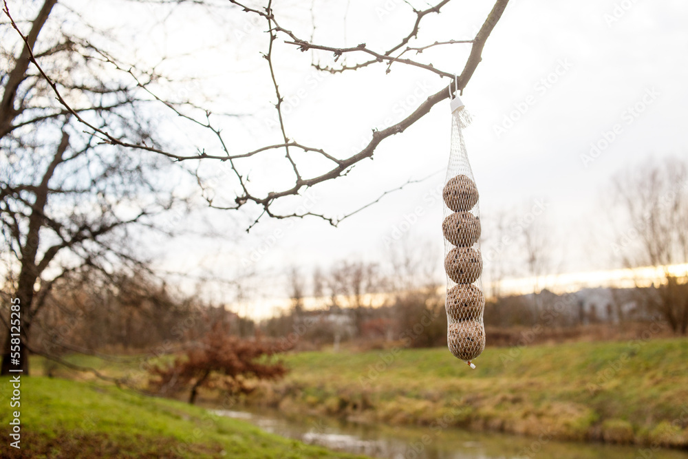 Support for birds during the cold season. Balls of food for tits hang ...