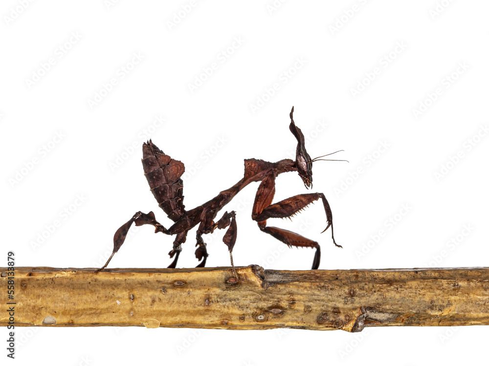 Side view of Ghost Mantis aka Phyllocrania paradoxa nymph. Walking side ...