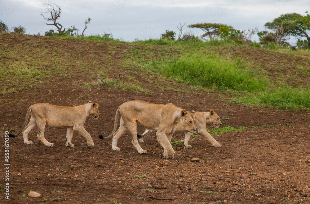 The lions (Panthera leo) are one of the most important parts of African ...