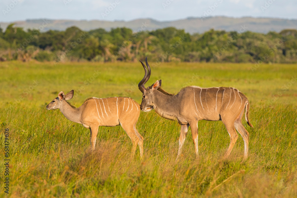 Foto de Stock Kudus is two species of antelope of the genus Tragelaphus ...