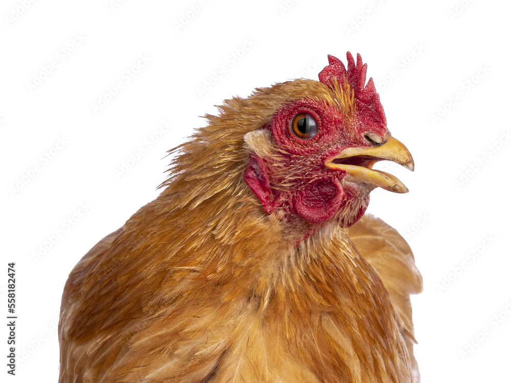 Head shot of blinking Buff Cochine chicken sitting facing front. Beak ...