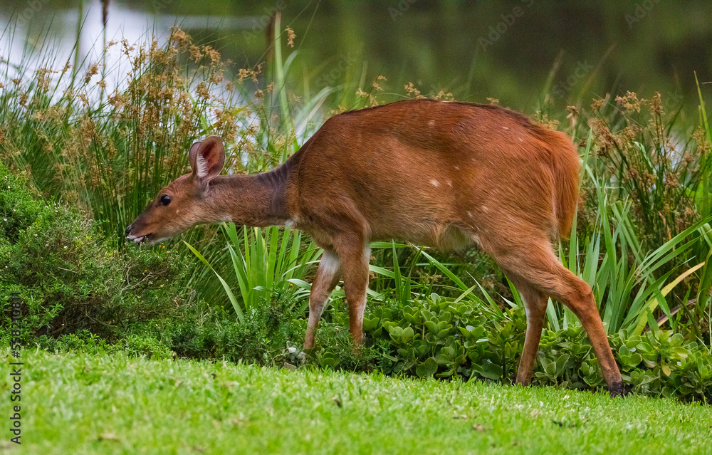 Cape bushbuck (Tragelaphus sylvaticus) or bushbuck, which is widely ...