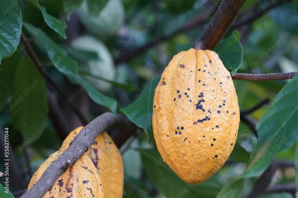 The cacao tree is a plant that can grow and grow well in tropical ...