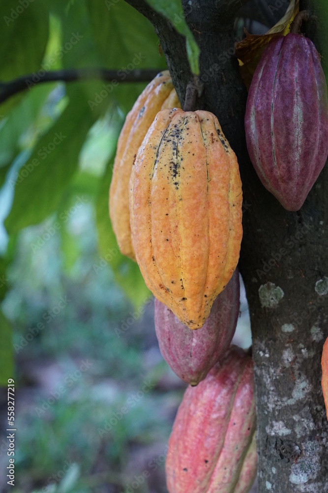 The cacao tree is a plant that can grow and grow well in tropical ...