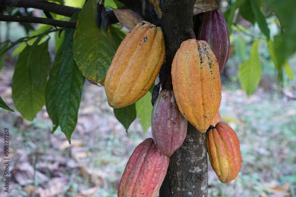 The cacao tree is a plant that can grow and grow well in tropical ...