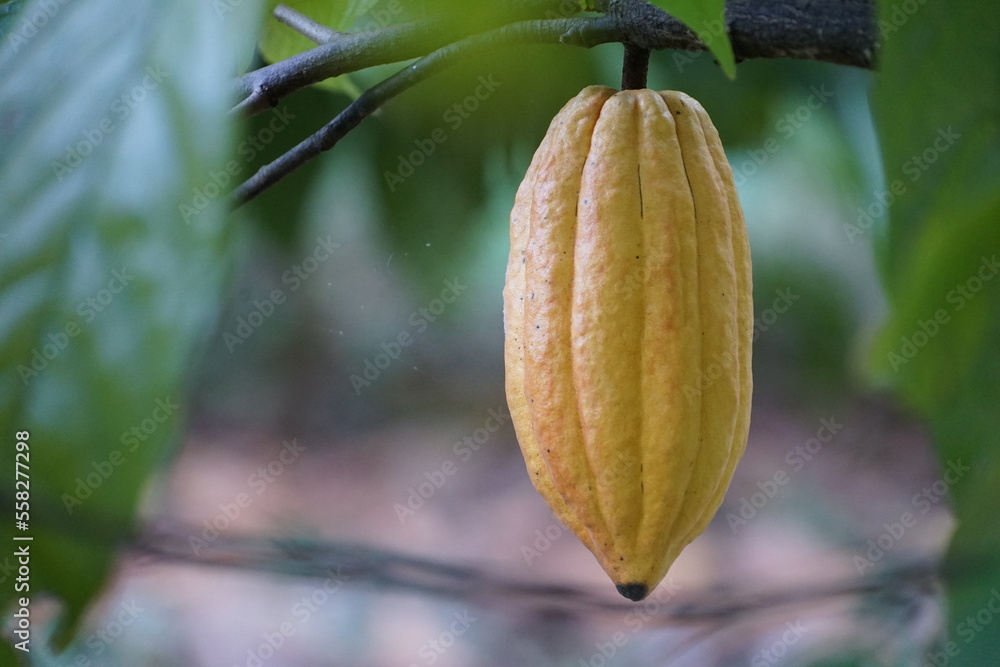 The cacao tree is a plant that can grow and grow well in tropical ...