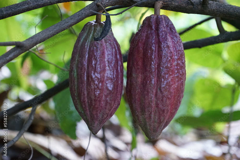 The cacao tree is a plant that can grow and grow well in tropical ...