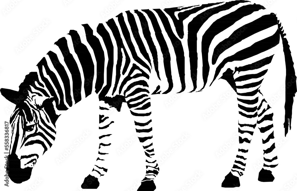 sketch vector illustration of a zebra with white background Stock ...