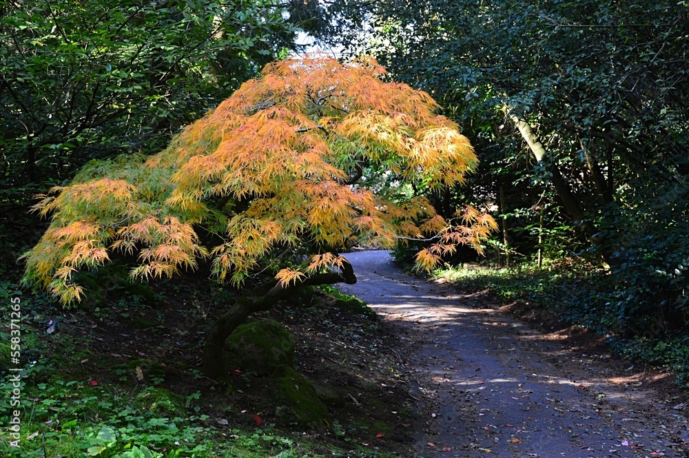 Foto de Stock Colorful autumn decorative palmate maple tree, latin name ...