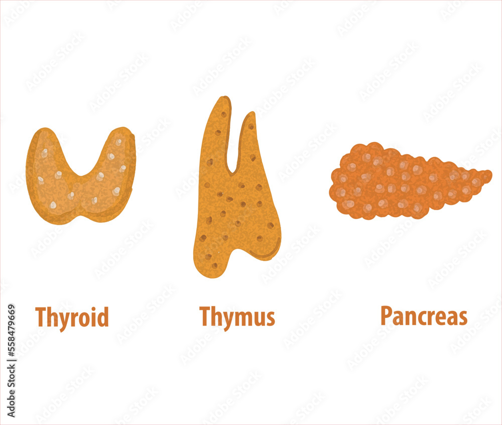Human internal organs. Thymus, pancreas, thyroid. Vector sketch ...