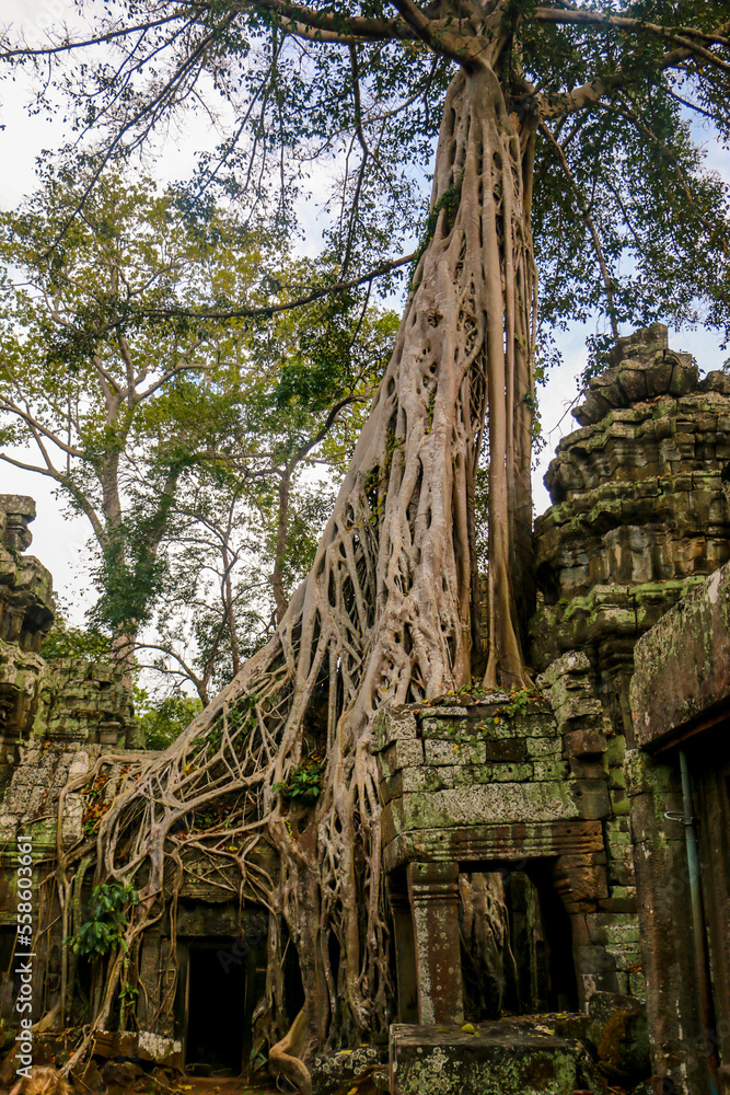 Foto de Stock Amazing wallpaper of angkor wat with trees in cambodia ...