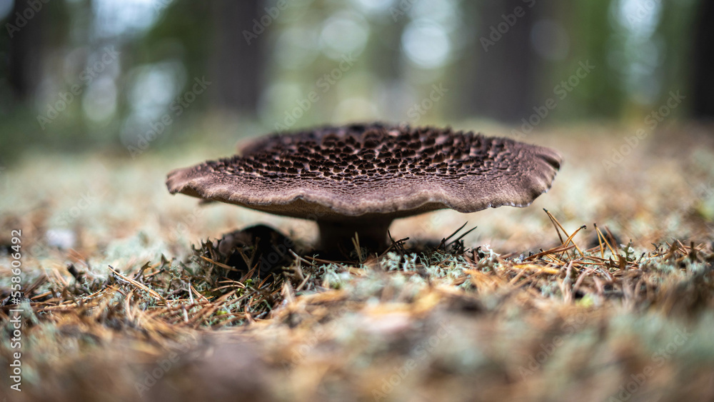 Foto Big brown mushroom in the woods. Huge flat mushroom with ...