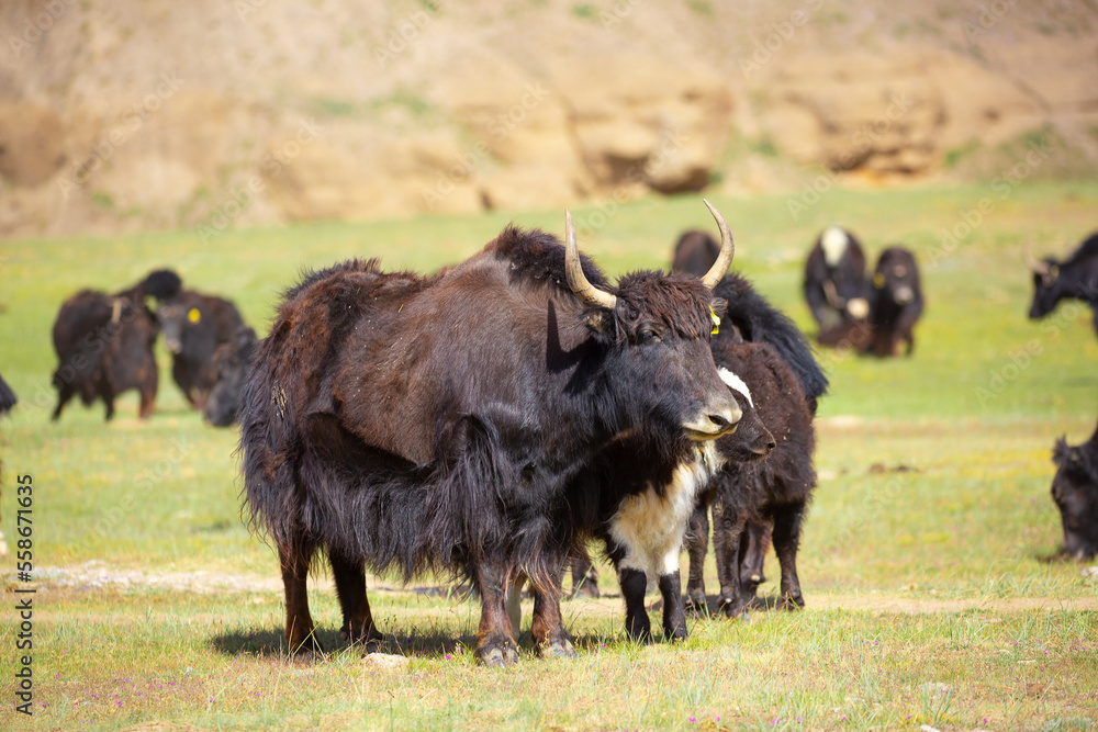 A herd of yaks graze in the mountains. Himalayan big yak in a beautiful ...