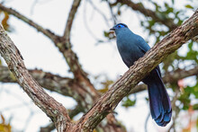 Madagascar Blue Cuckoo Free Stock Photo - Public Domain Pictures