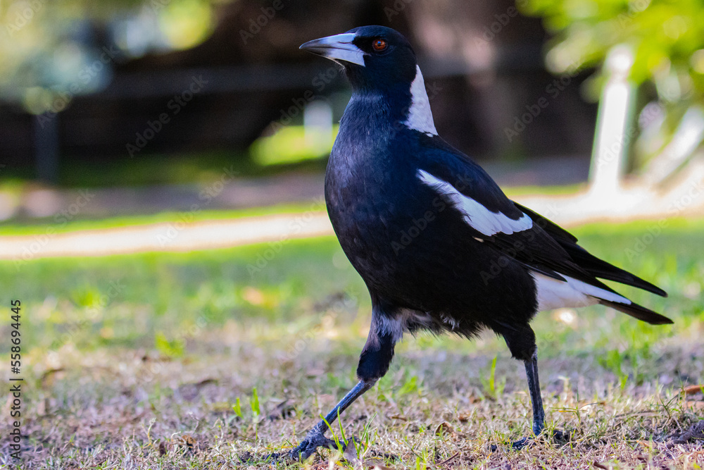 Beautiful curious australian magpie walking in the Royal Botanical ...