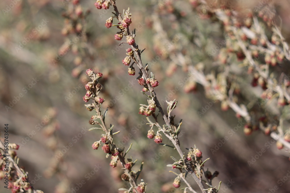 Foto de Stock Red flowering axillaterminal indeterminate racemose ...