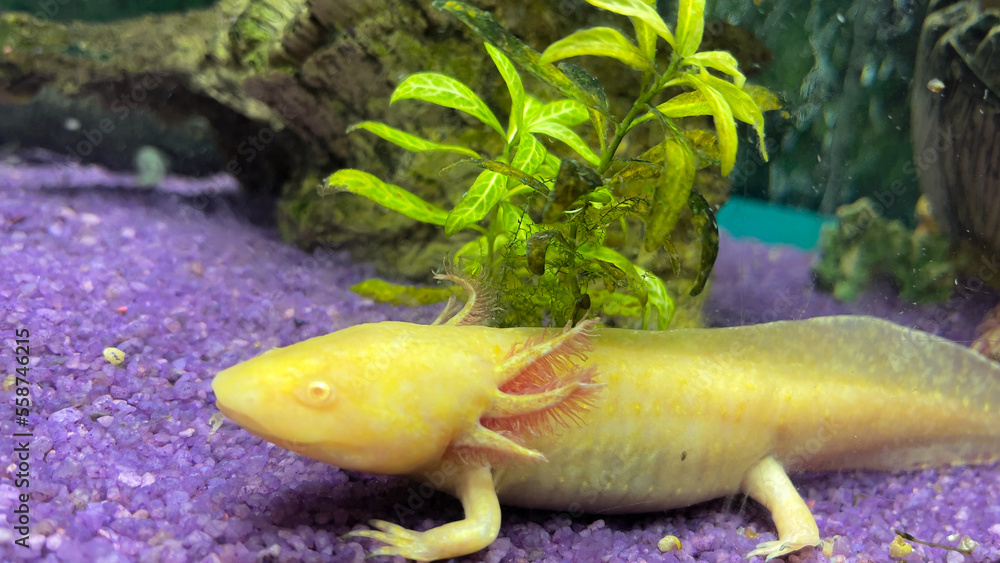Axolotl Mexican underwater walking fish salamander in aquarium Stock ...