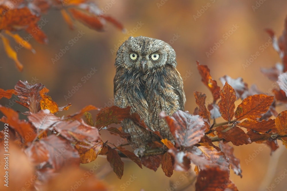 Výreček malý. Eurasian scops owl (Otus scops), also known as the ...