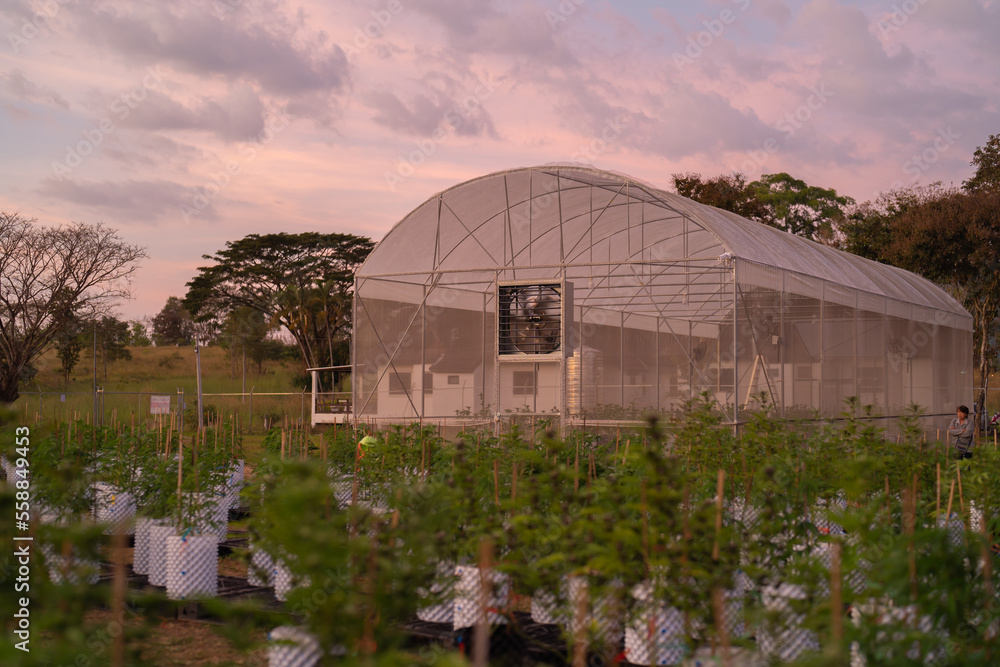 Outdoor marijuana field, hemp or cannabis plant flower leaves farm lab ...