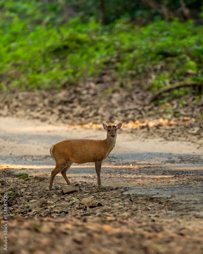 side profile of barking deer muntjac or Indian muntjac or red muntjac ...