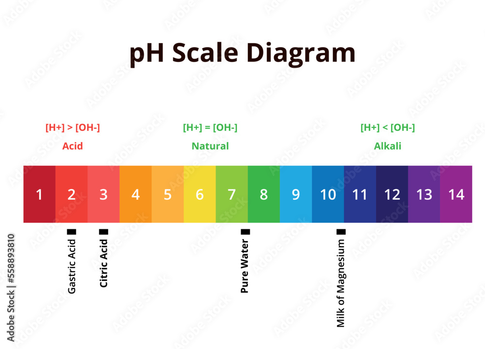Structure of pH Scale Diagram Stock Vector | Adobe Stock