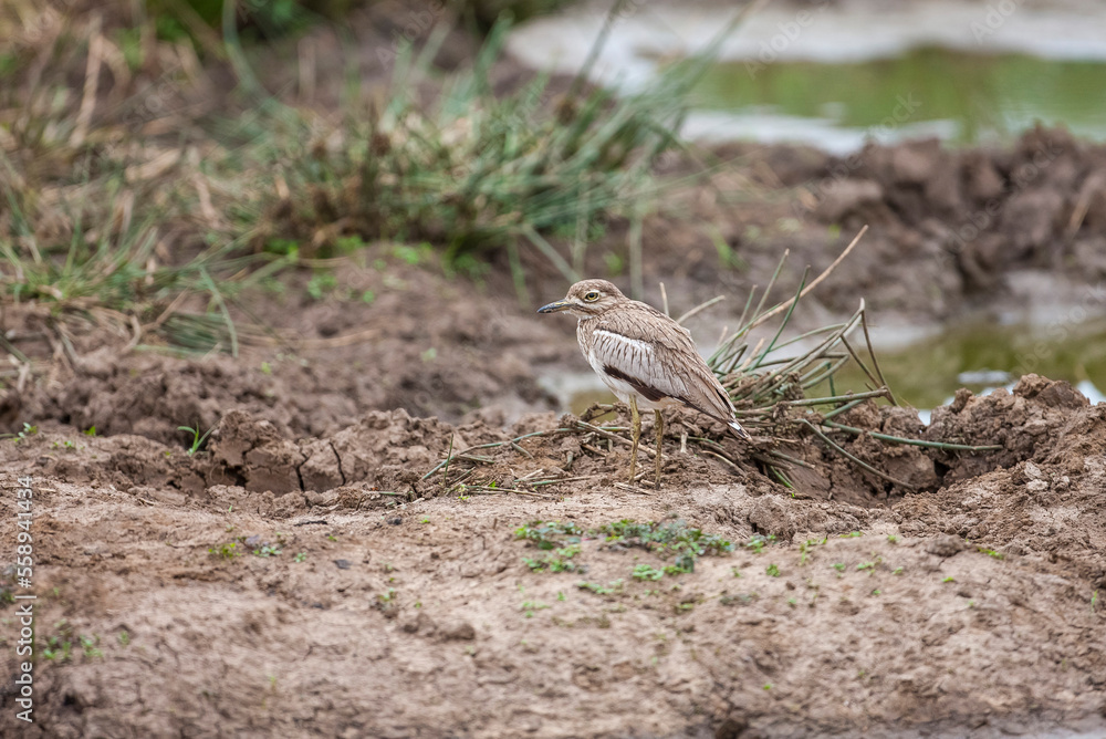 The spotted thick knee (Burhinus capensis) also known as the spotted ...