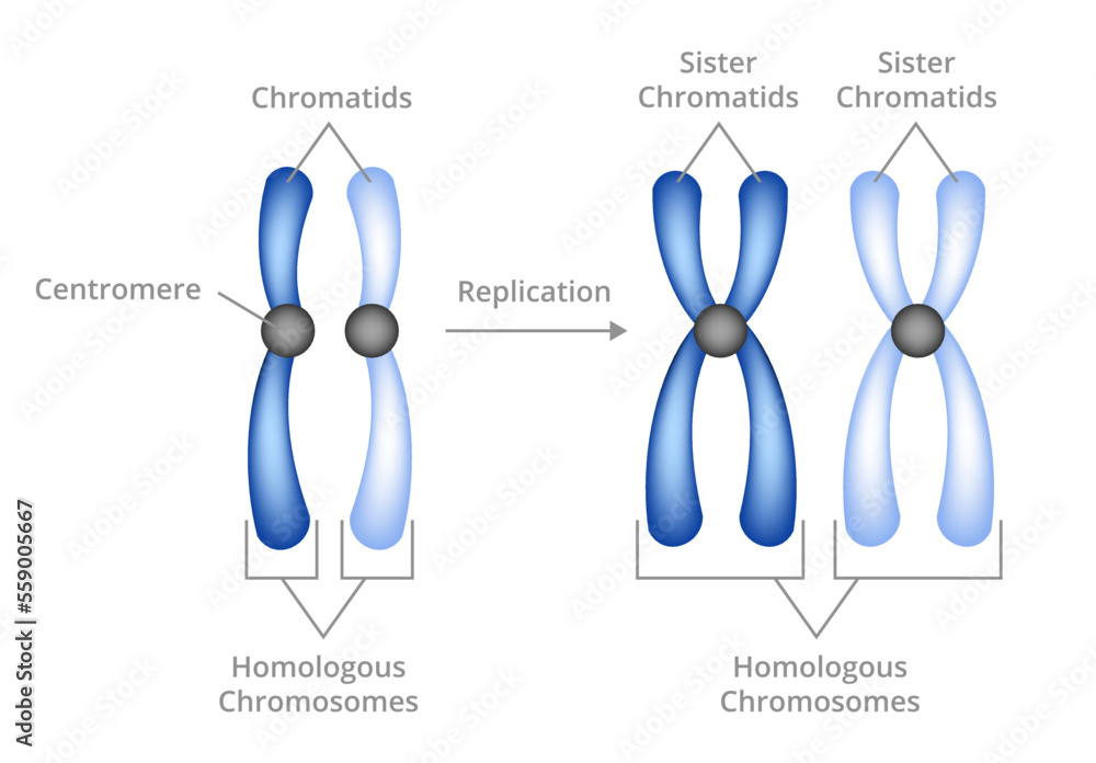 Vector illustration of chromosomal replication isolated on white background. Chromosomes and ...