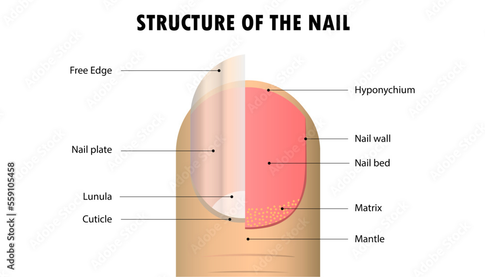 diagram of the structure of a human nail Stock Vector | Adobe Stock