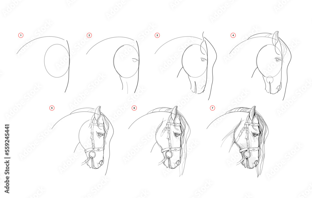 Page shows how to learn to draw sketch of horse head. Pencil drawing ...