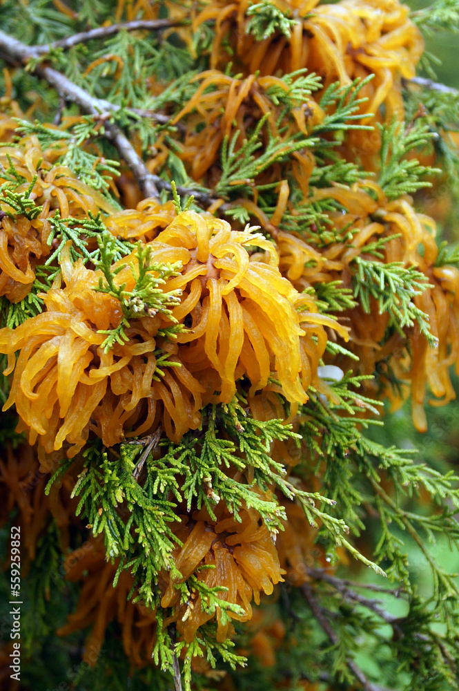 Cedar-apple rust (Gymnosporangium juniperae-virginianae) gall with ...