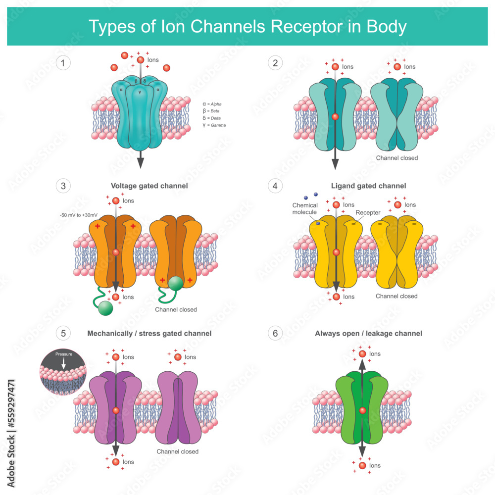 Types of Ion Channels Receptor In Body. Membrane proteins with ...