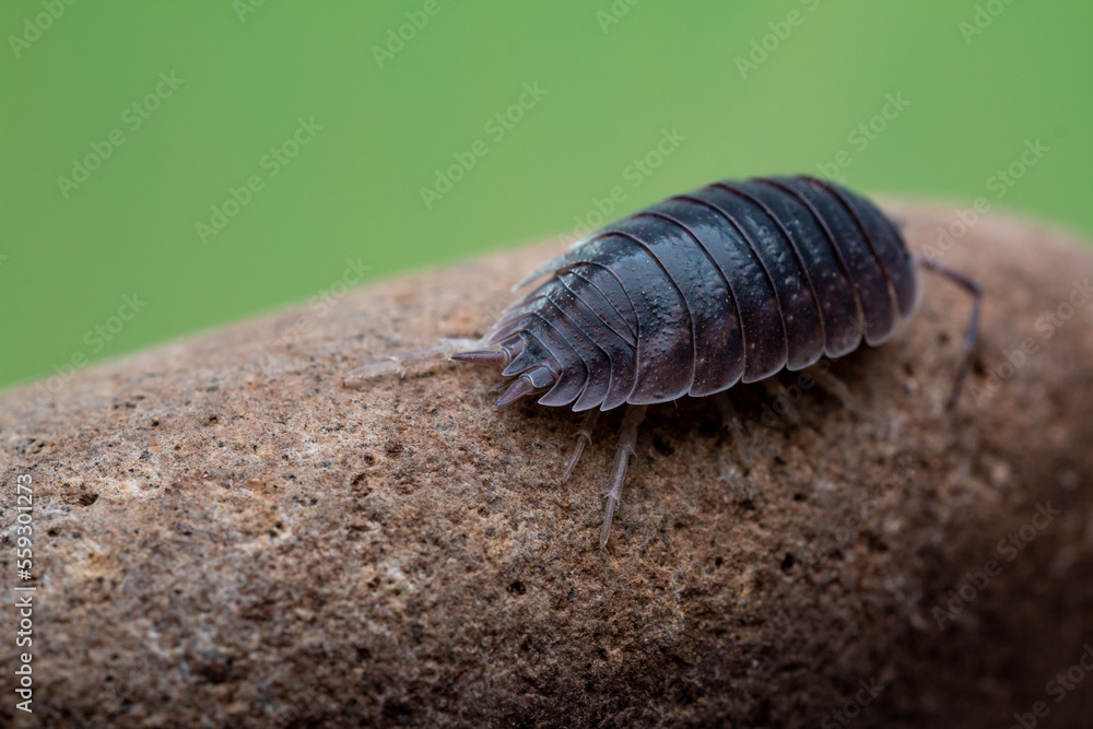 oniscídeos, conocidos vulgarmente como cochinillas de la humedad ...