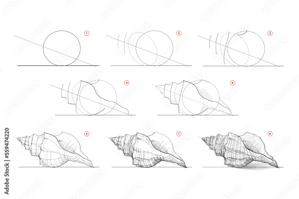 Page shows how to learn to draw sketch of sea shell. Pencil drawing ...