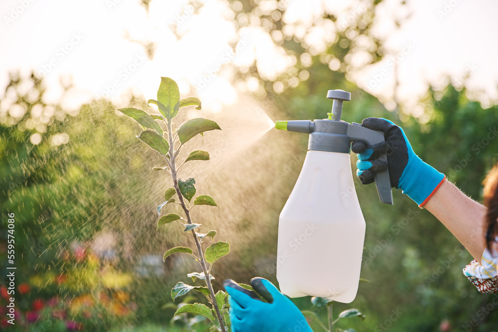 Woman in garden with spray gun spraying young trees with preparations ...