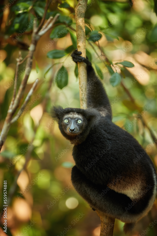 Lemur Indri, a portrait of a largest lemur from Madagascar against a ...