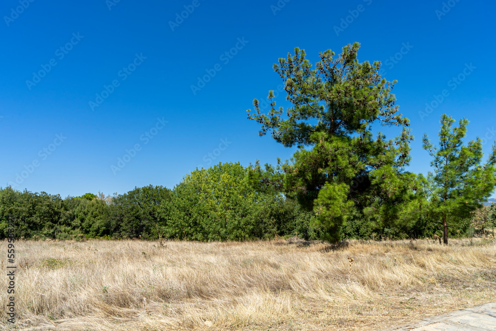 Maritime pine tree in yellow ripe wheat field under blue sky. Calabrian ...