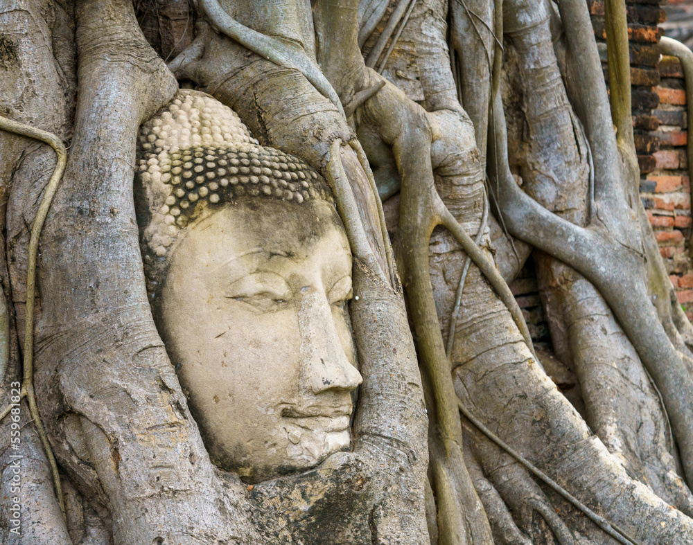 Famous Buddha's head buried in the tree located in War Mahatat ...