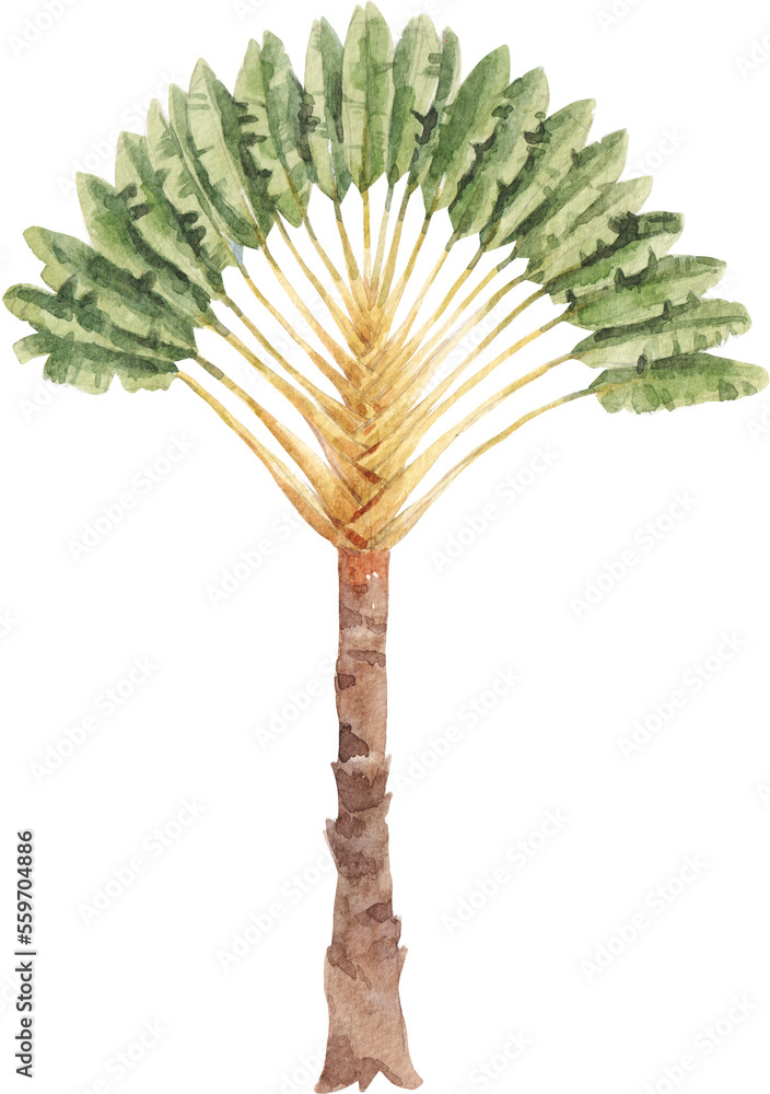 Beautiful PNG stock clip art illustration with watercolor hand drawn ...