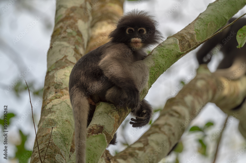 Dusky Langur, Spectacled Langur Southern langur The body color is gray ...