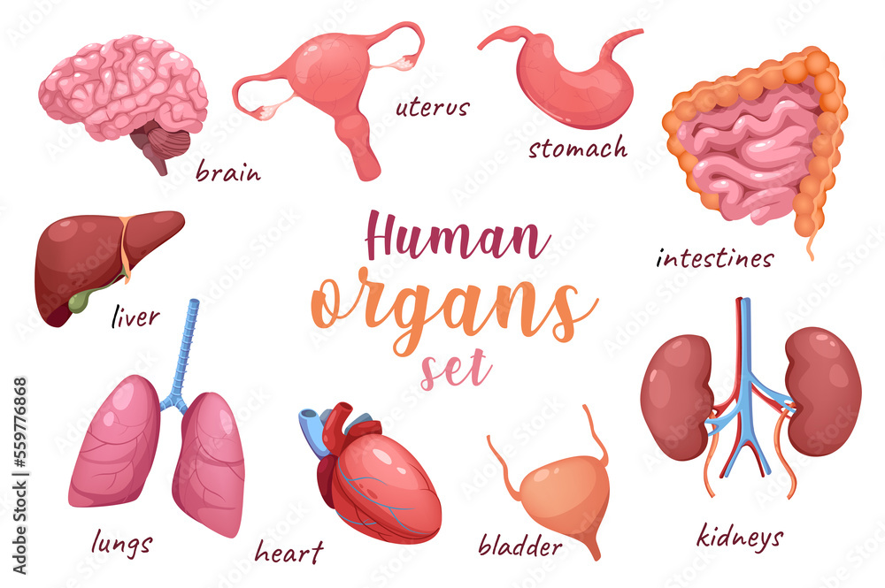 Human organs 3d realistic set. Bundle of brain, uterus, stomach ...