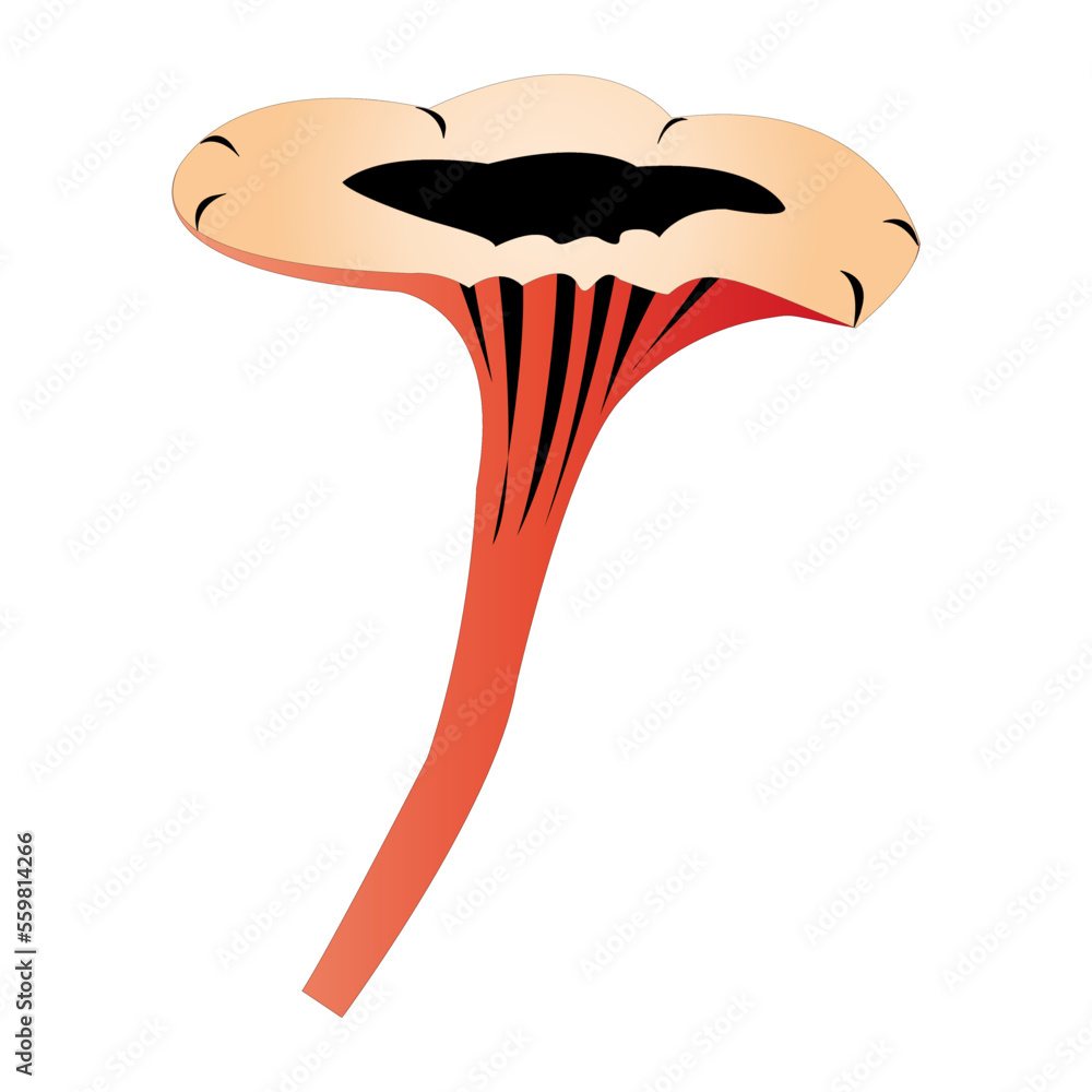 Reino fungi Hongos venenosos nombre científico clitocybe olearia Stock ...