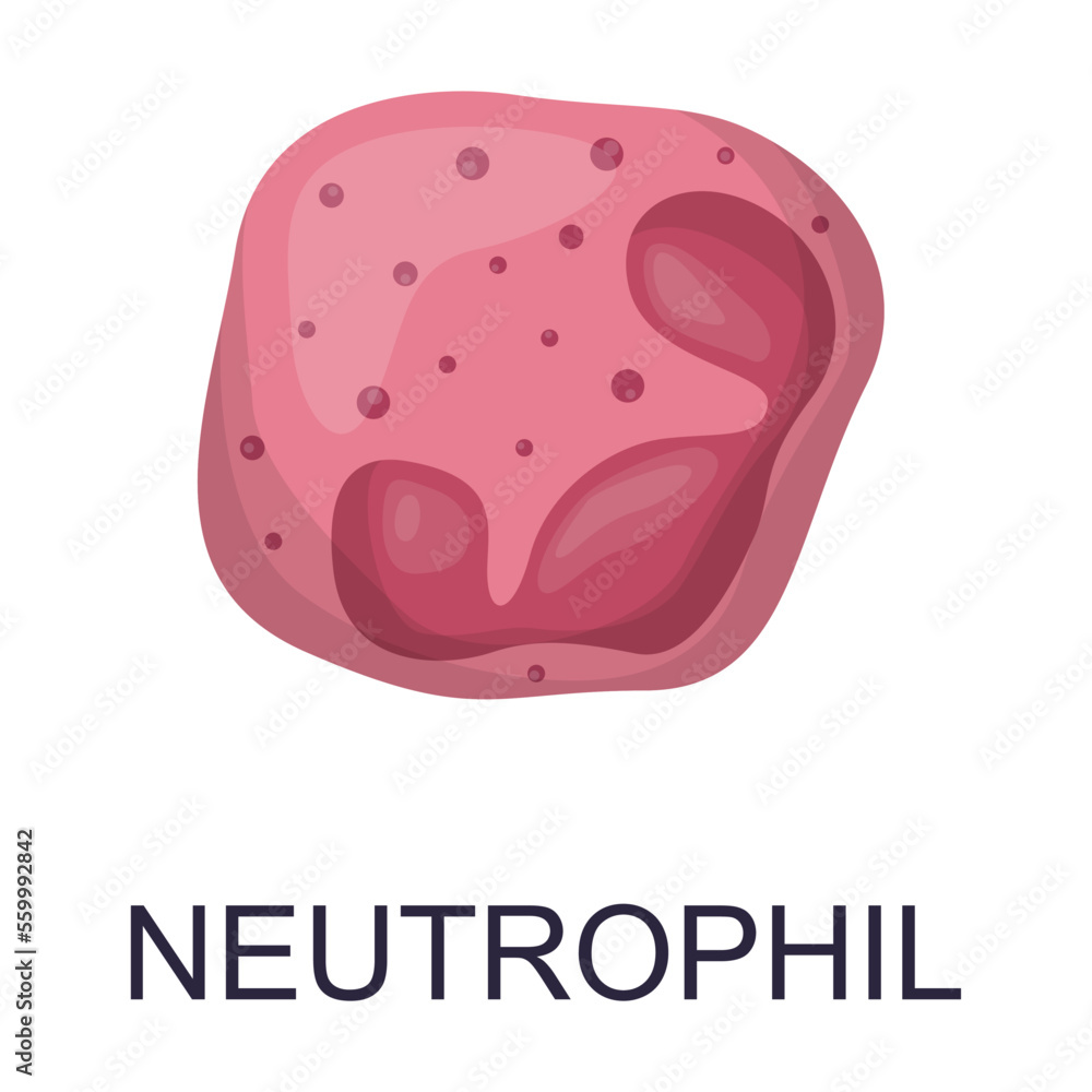 Blood cell vector. Cartoon drawing of leukocytes, neutrophil, monocyte ...