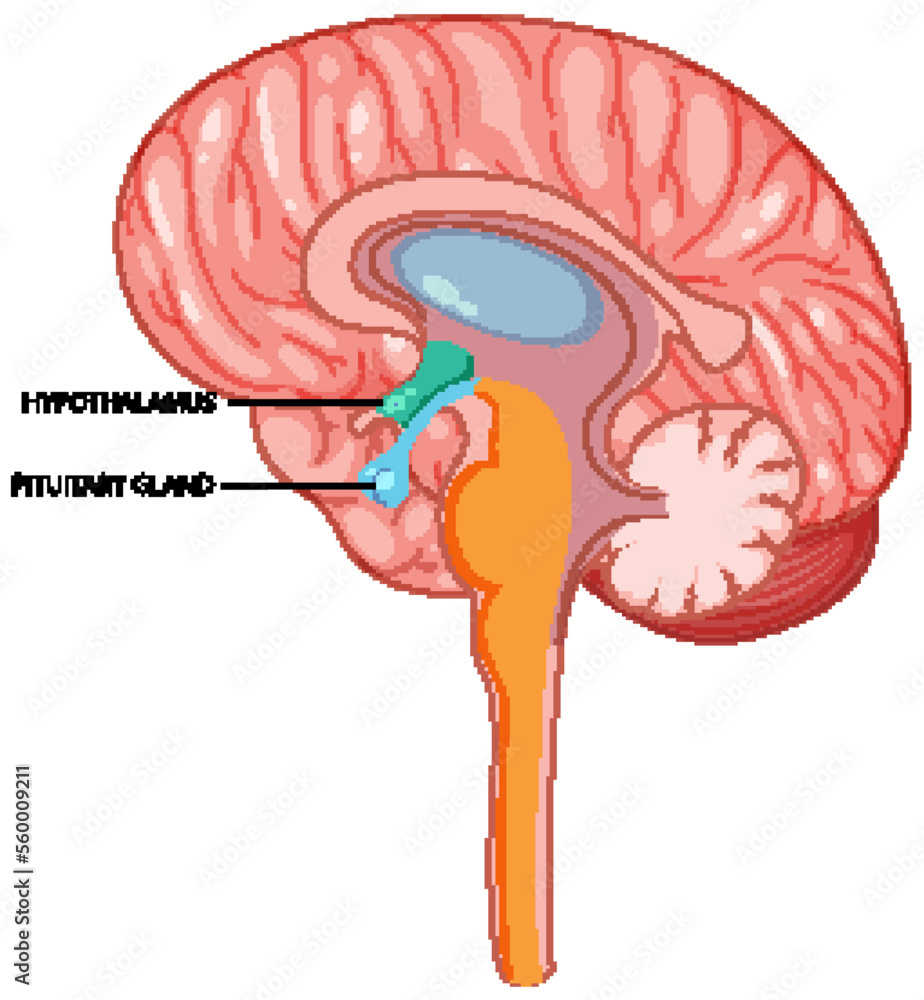 Brain hypothalamus and pituitary gland vector Stock Vector | Adobe Stock