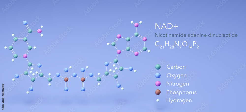 molecule nad+, molecular structures, Nicotinamide adenine dinucleotide 3d model, Structural ...