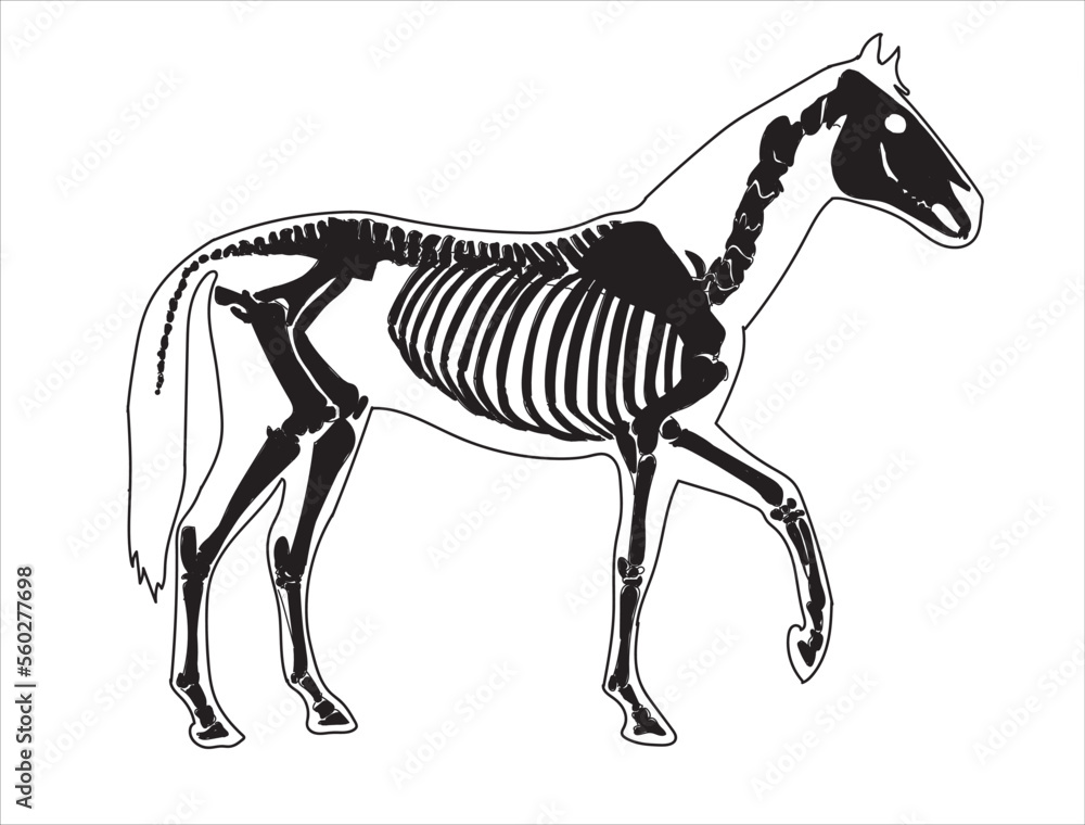 Horse skeletal system on a white background sketch hand drawing vector ...