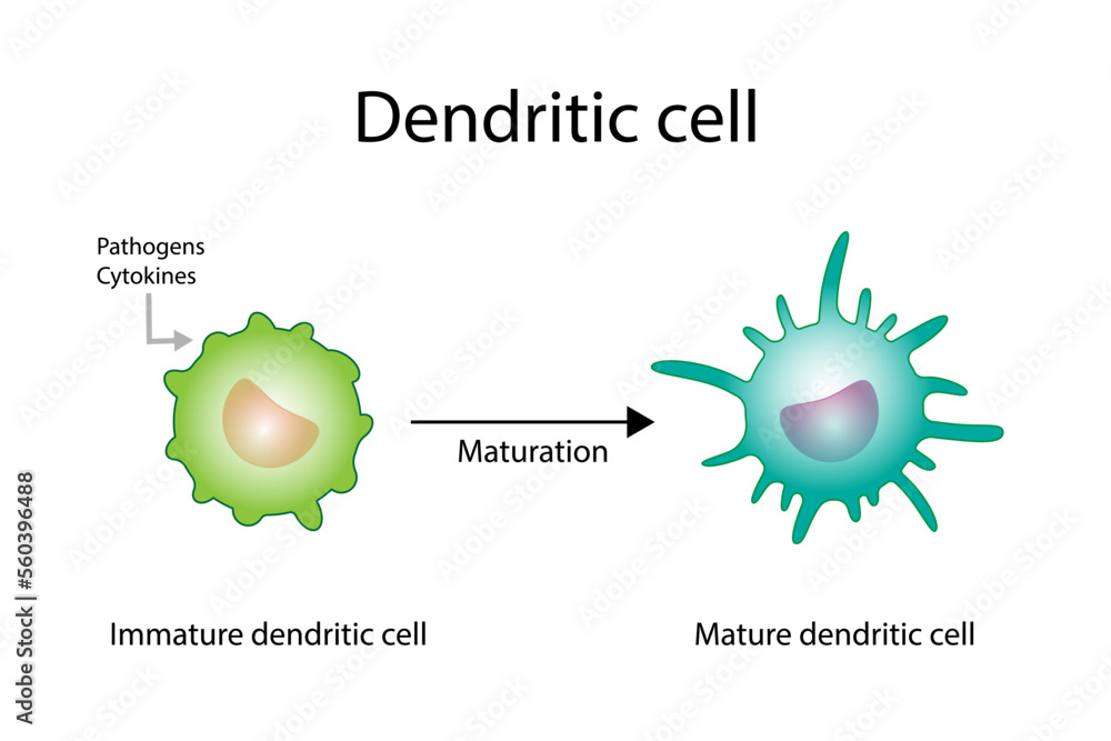 Dendritic Cell Is An Antigen Presenting Cells Cells Of Immune System Maturation From Immature