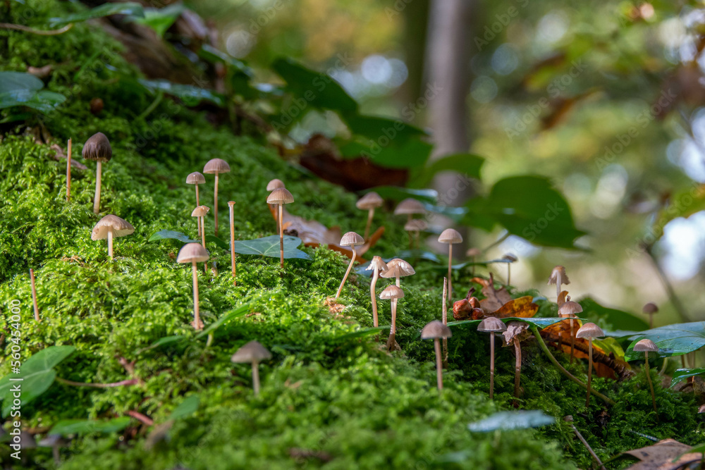 bleeding bonnet mushrooms growing on bright green moss Stock Photo ...